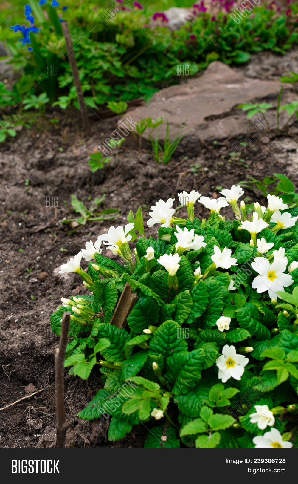 Pretty Small White Image & Photo (Free Trial) | Bigstock