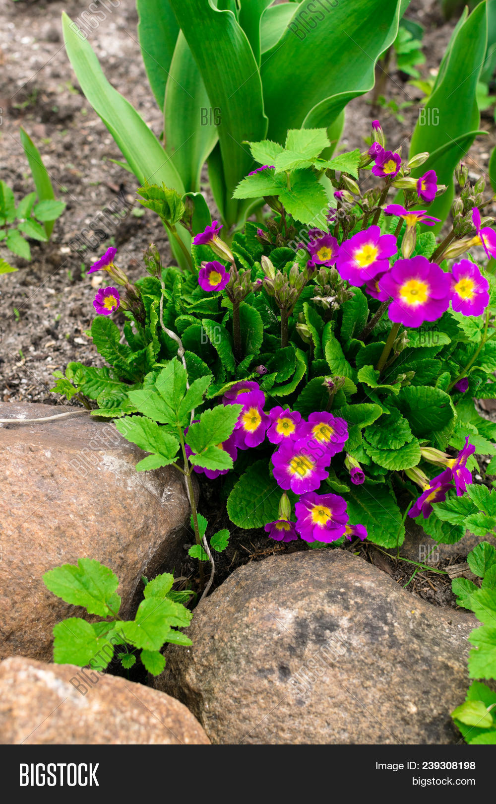 Flowering Pink Primula Image & Photo (Free Trial) | Bigstock