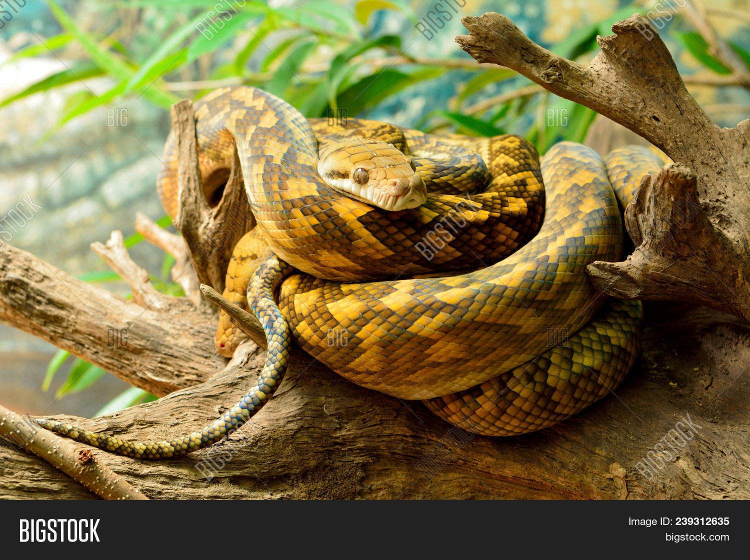 Scrub Python (morelia Image & Photo (Free Trial) | Bigstock