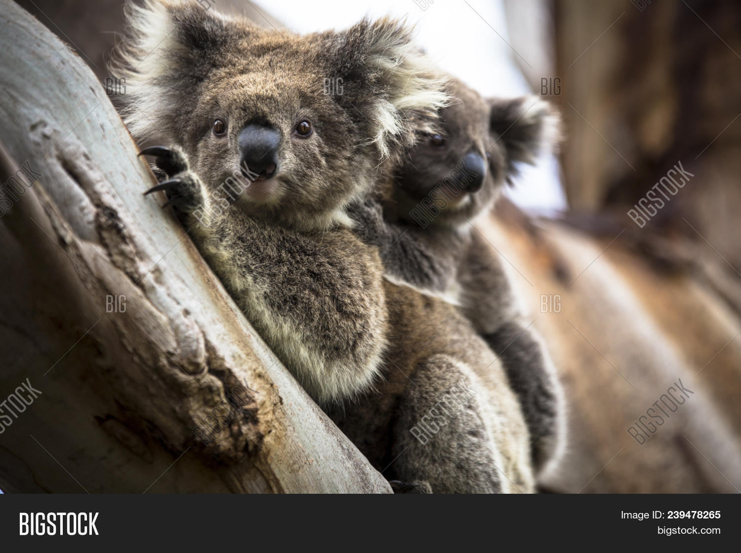 Wild Koala Seen Along Image & Photo (Free Trial) | Bigstock