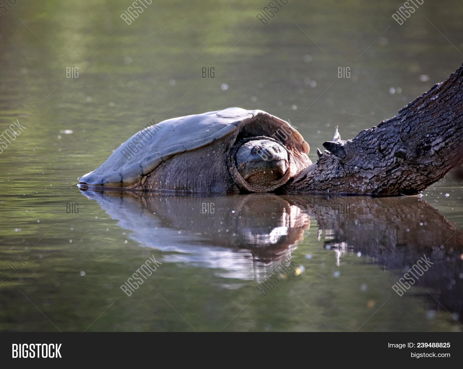 Large Snapping Turtle Image & Photo (Free Trial) | Bigstock