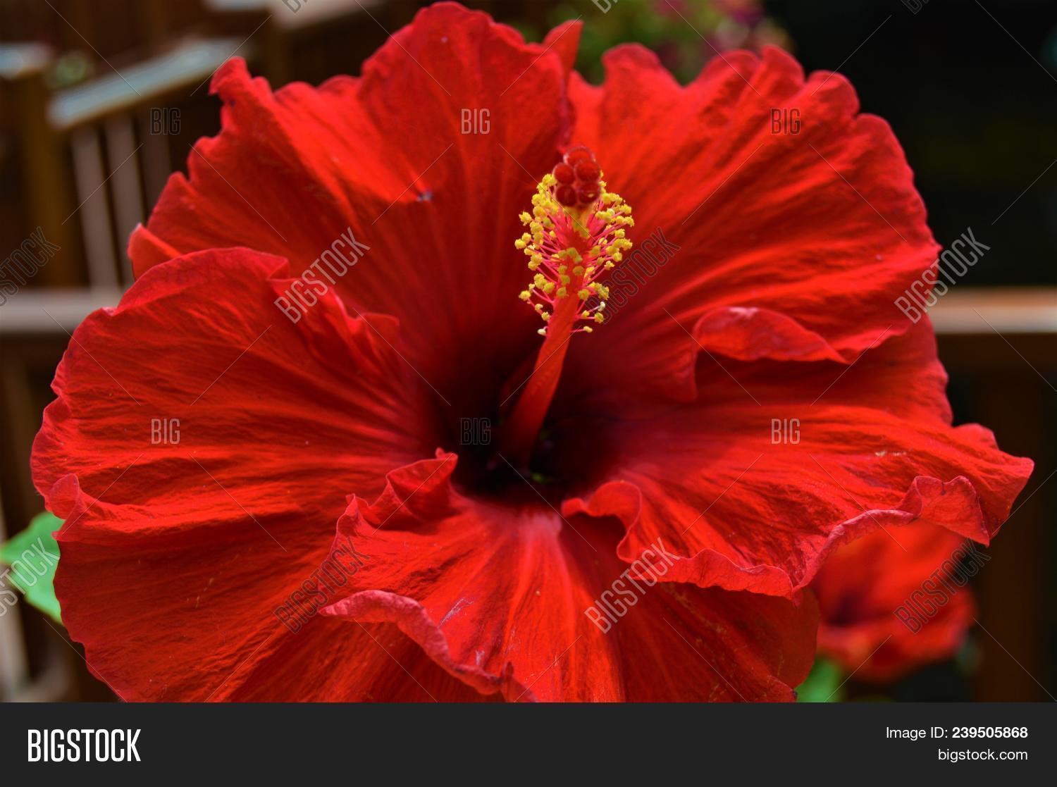 Una Flor Vista Desde Image & Photo (Free Trial) | Bigstock
