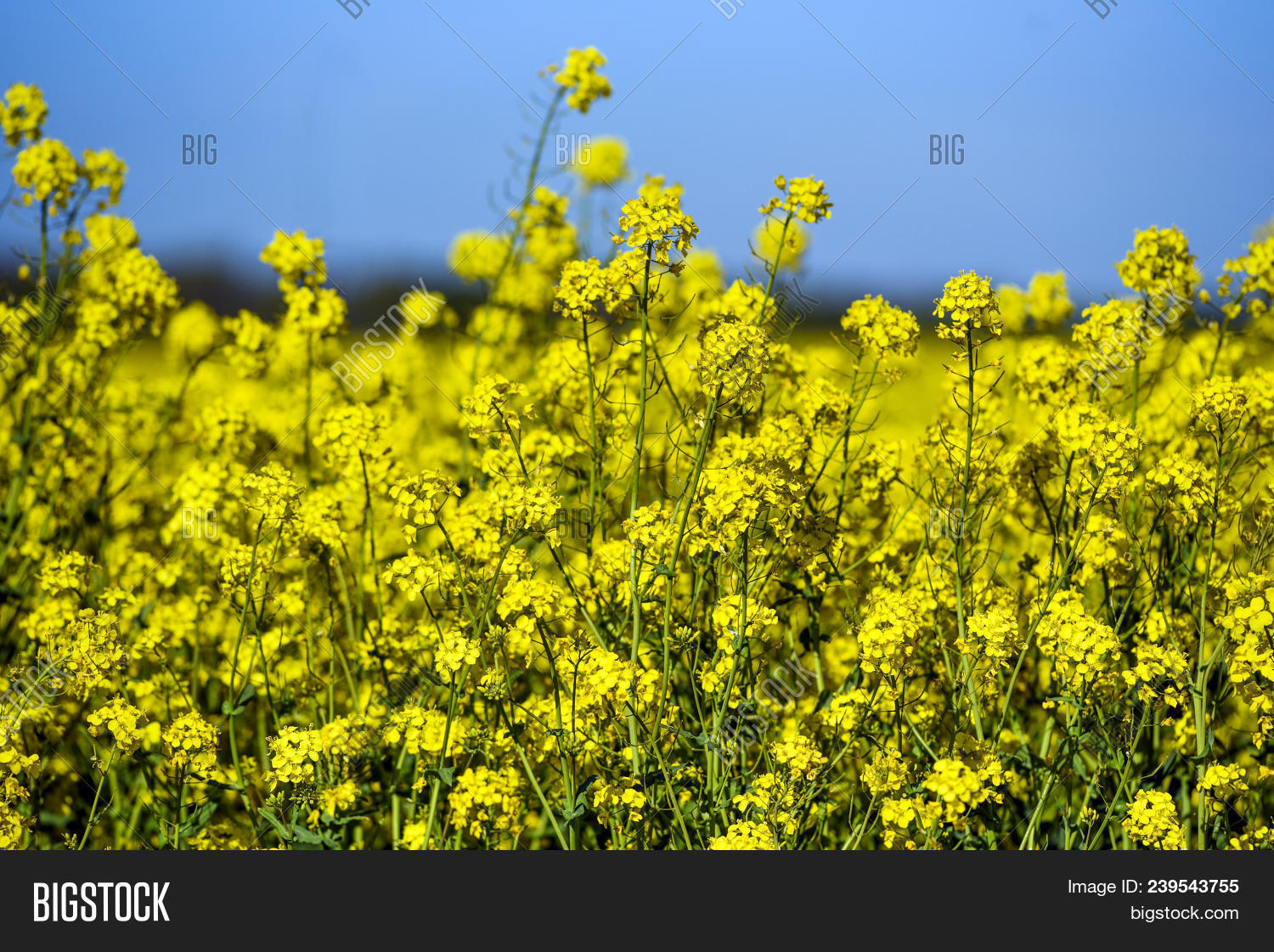 Blooming Colza Flowers Image & Photo (Free Trial) | Bigstock