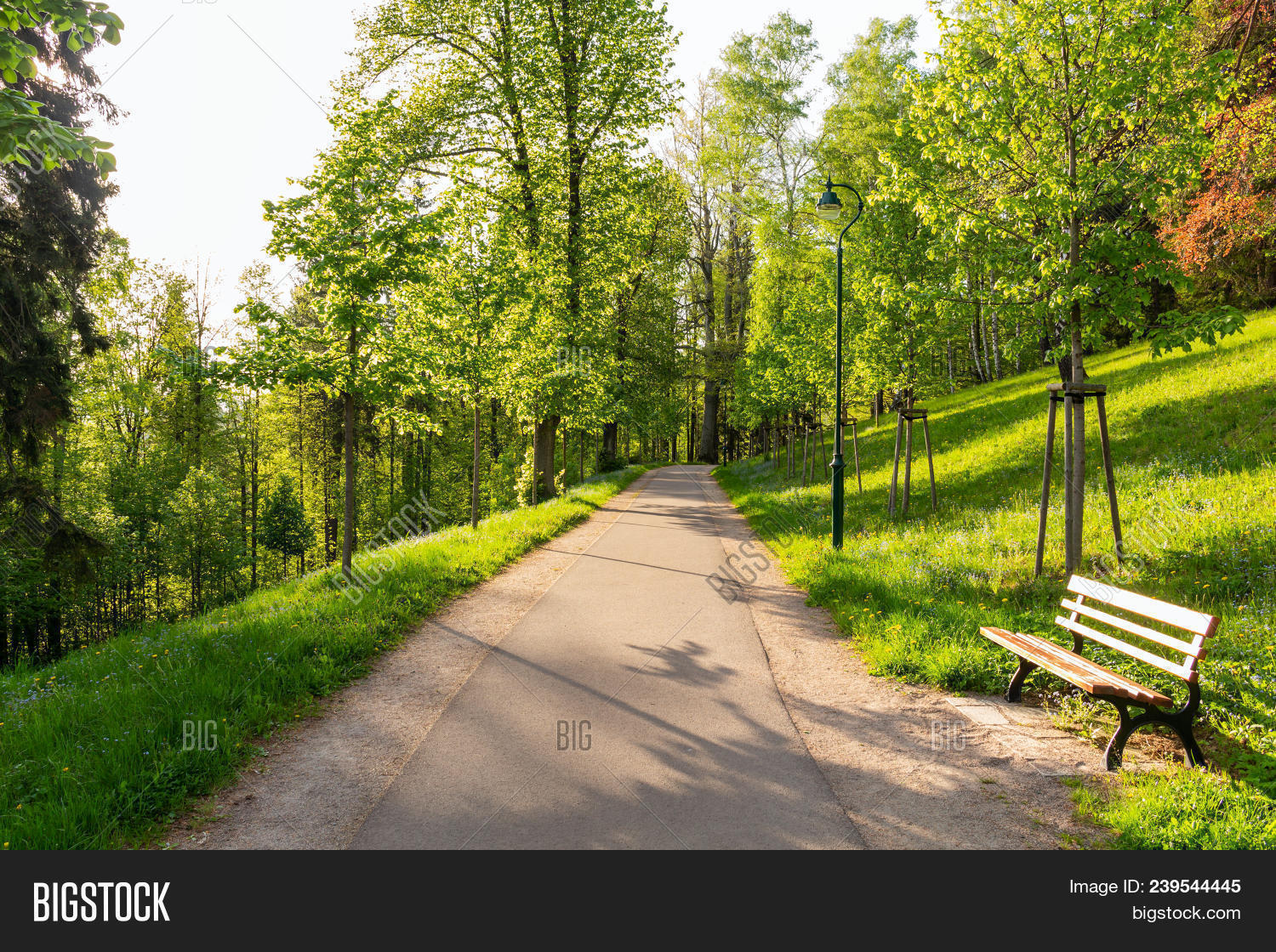 Bright Green Forest Image & Photo (Free Trial) | Bigstock