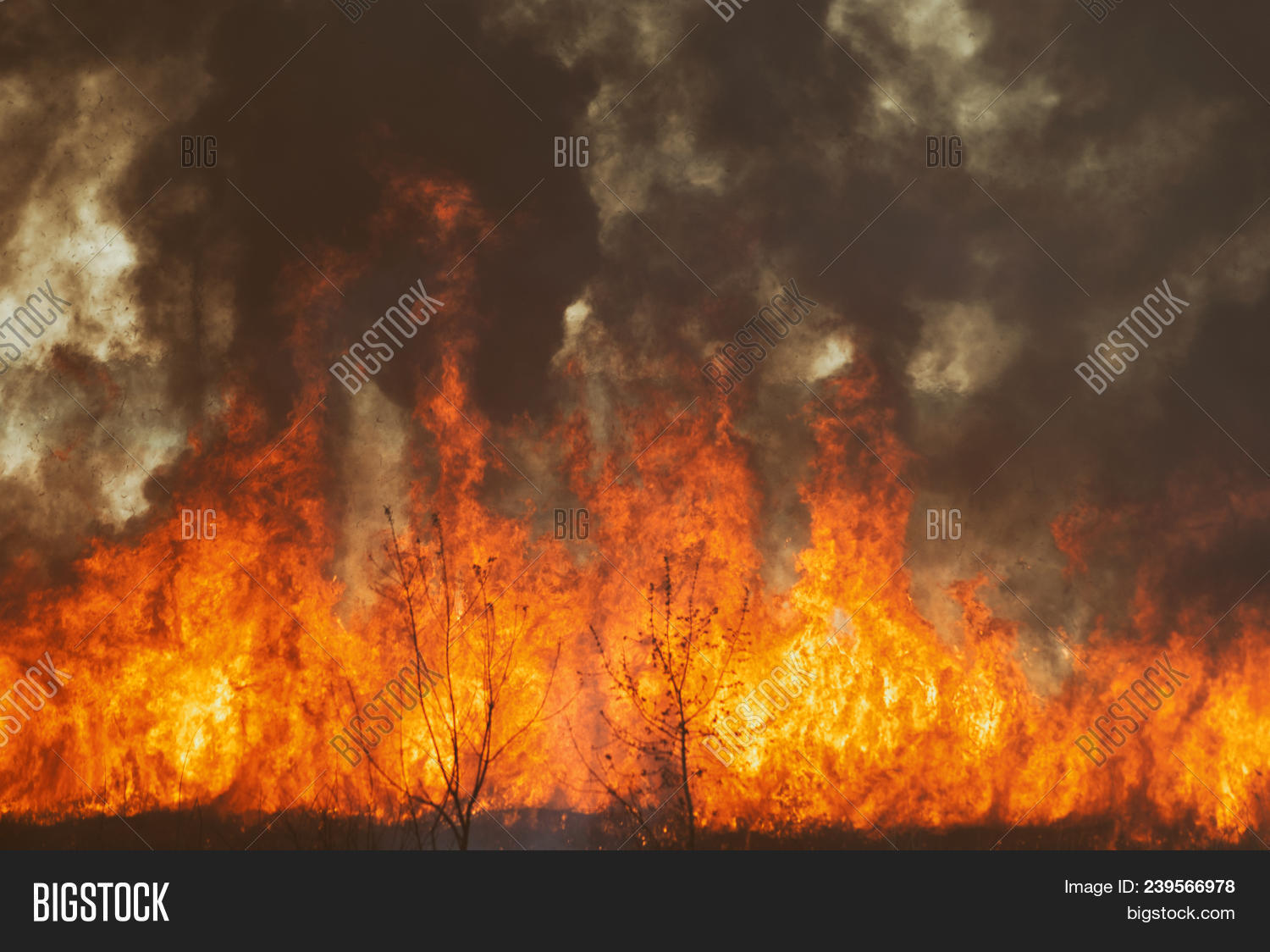 Raging Flame Fire Burn Image & Photo (Free Trial) | Bigstock