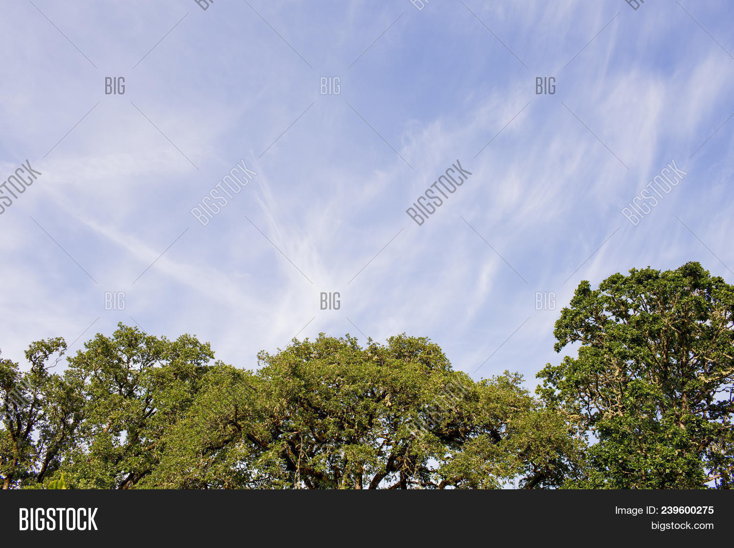 Filbert Trees Grow Image & Photo (Free Trial) | Bigstock