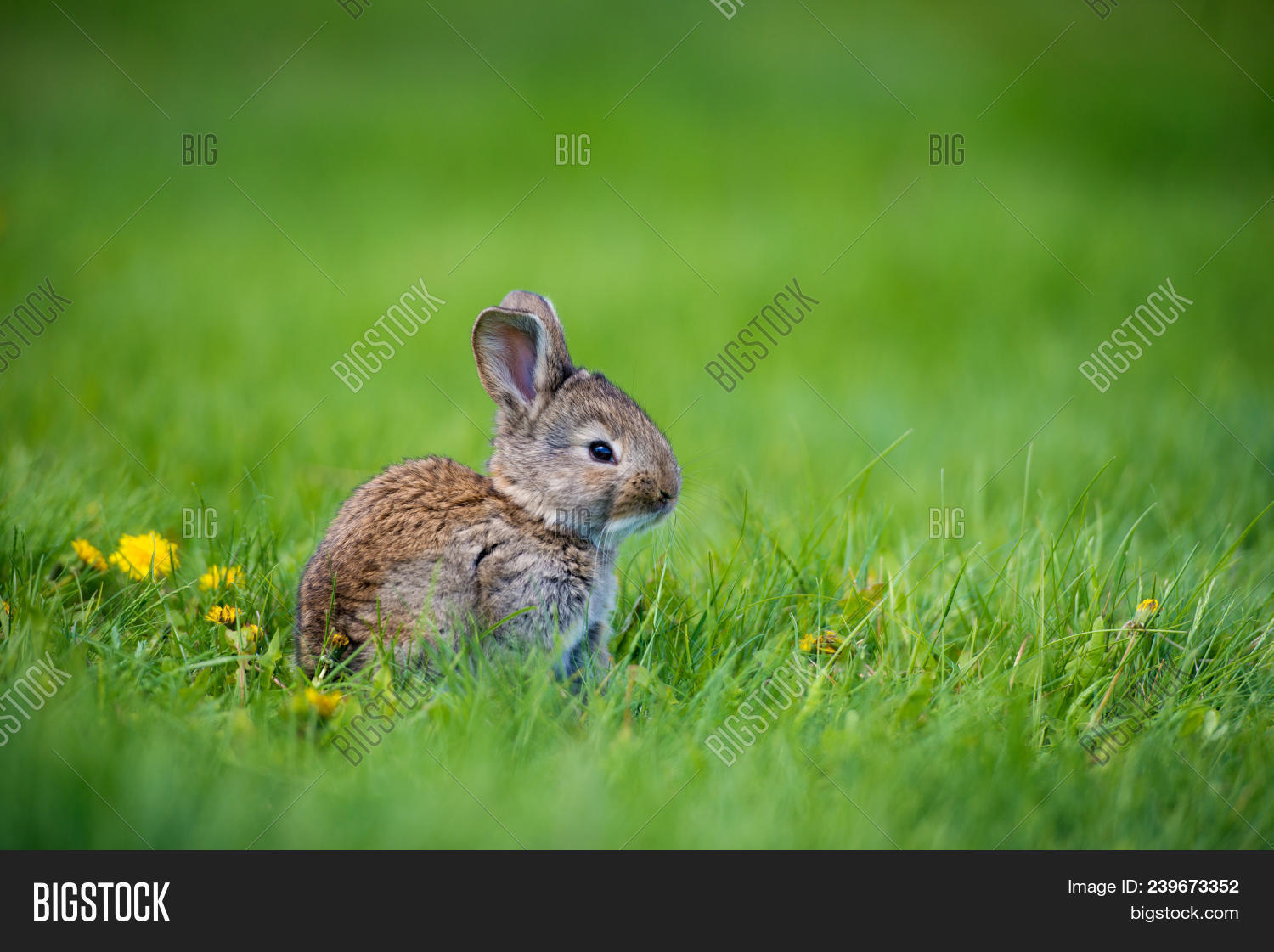 Cute Rabbit Flower Image & Photo (Free Trial) | Bigstock