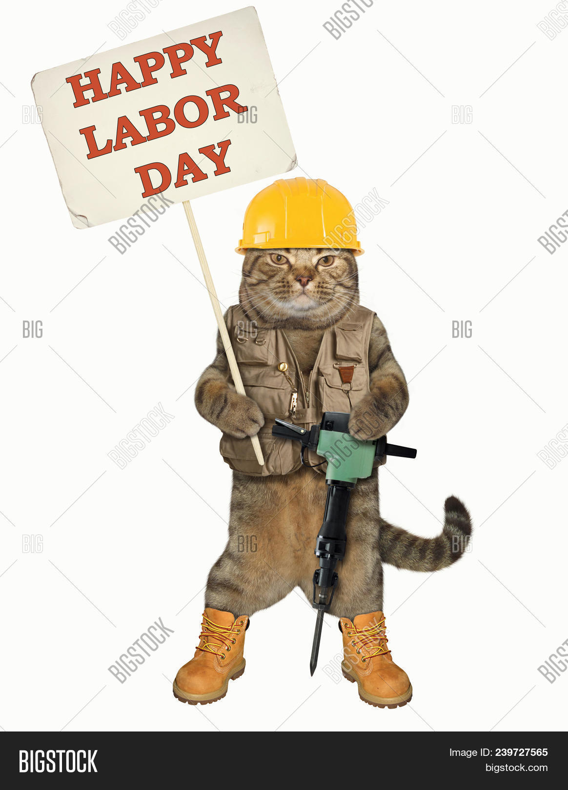 Cat Worker Holding Image & Photo (Free Trial) | Bigstock