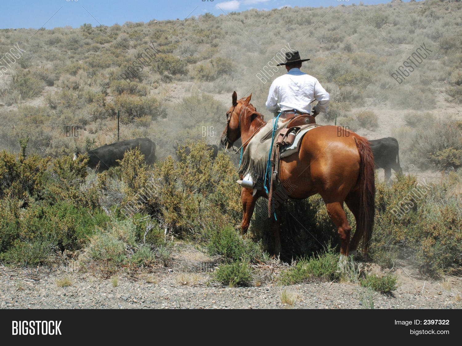 Cowboy Work Herding Image & Photo (Free Trial) | Bigstock