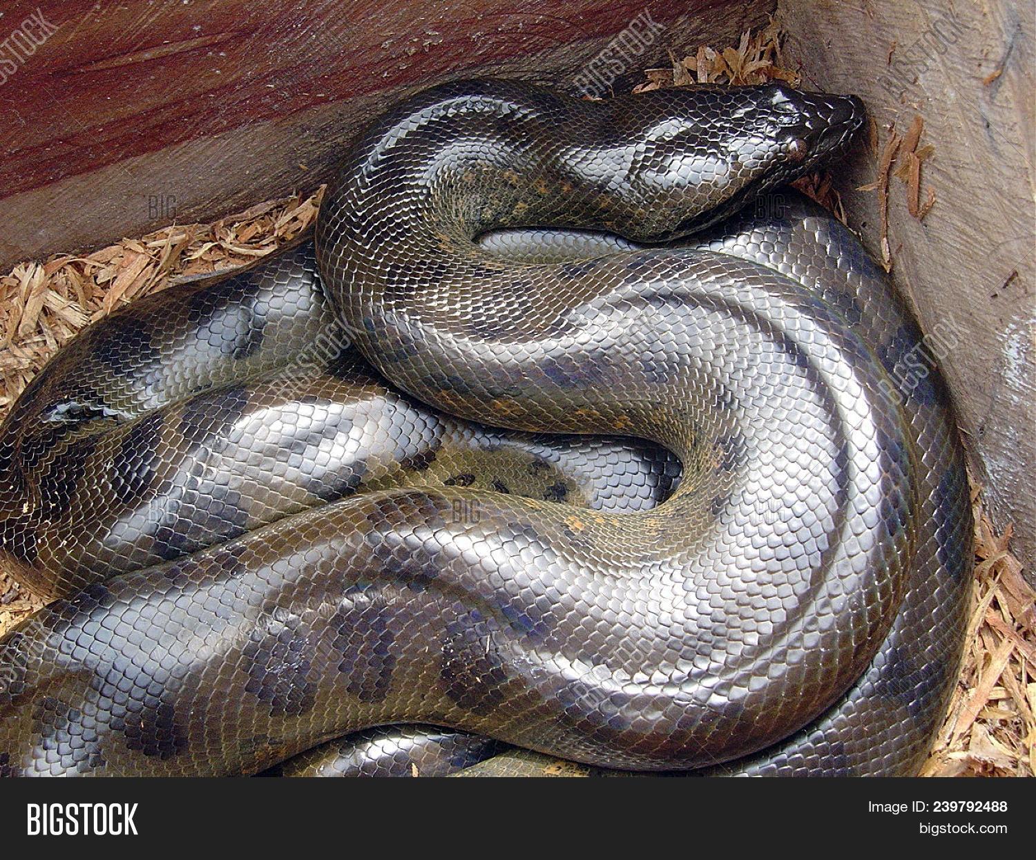 Sucuri, Espécie Image & Photo (Free Trial) | Bigstock