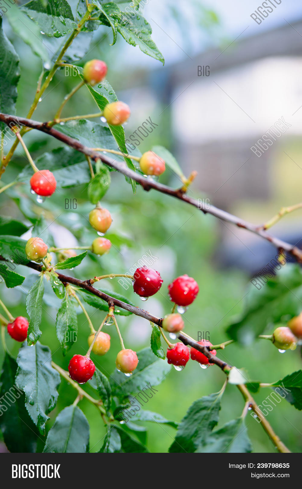 Cherry Branch Red Image & Photo (Free Trial) | Bigstock
