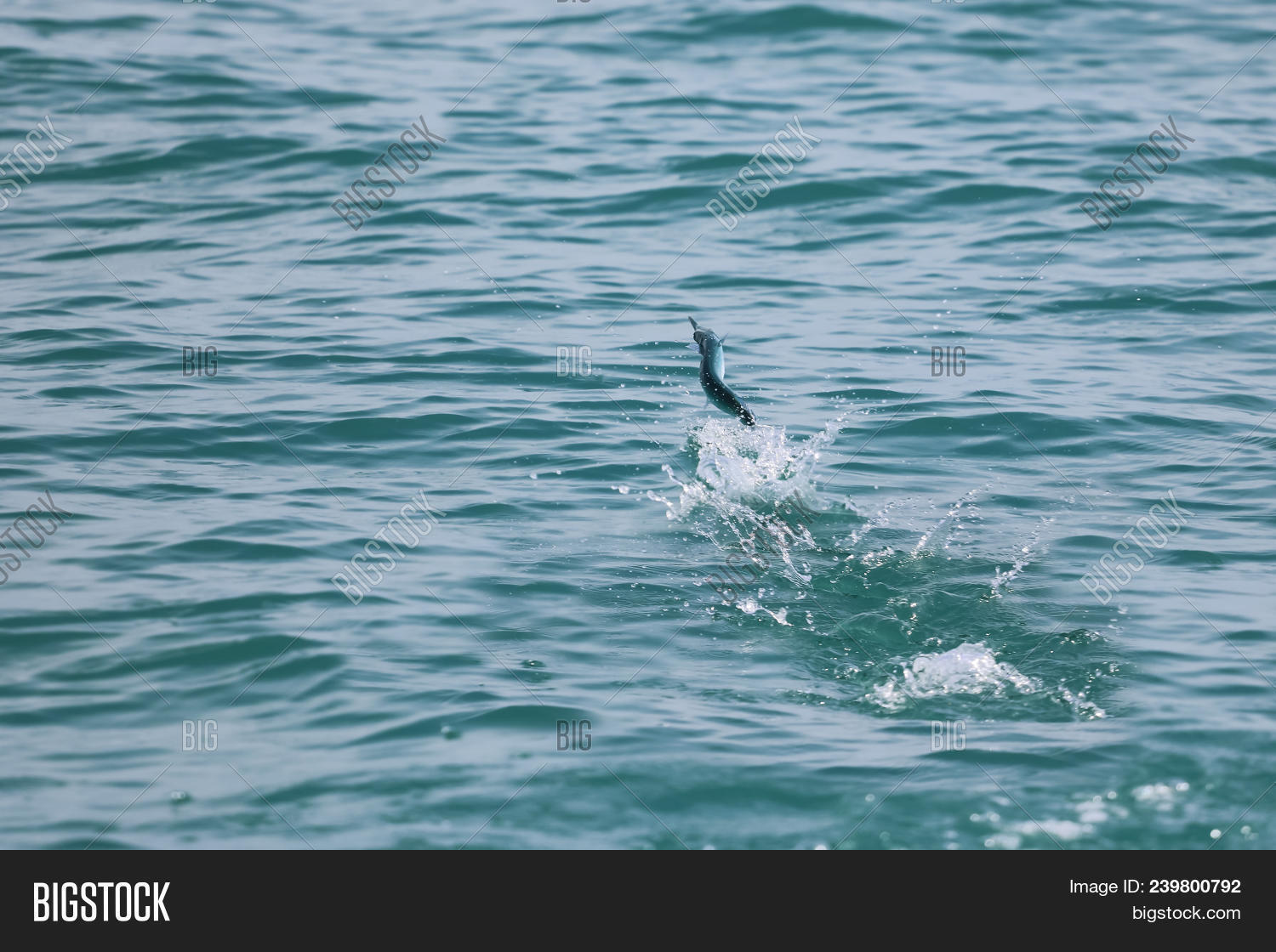 Sailfish Jumping On Image & Photo (Free Trial) | Bigstock