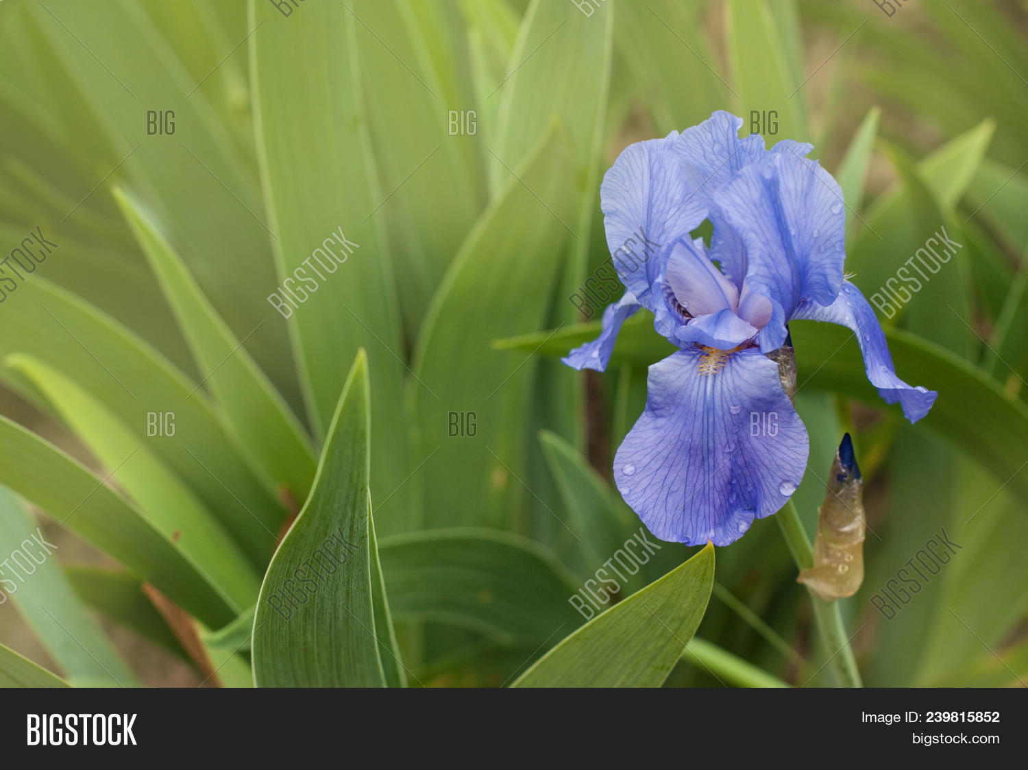 Iris Spring Flower. Image & Photo (Free Trial) | Bigstock