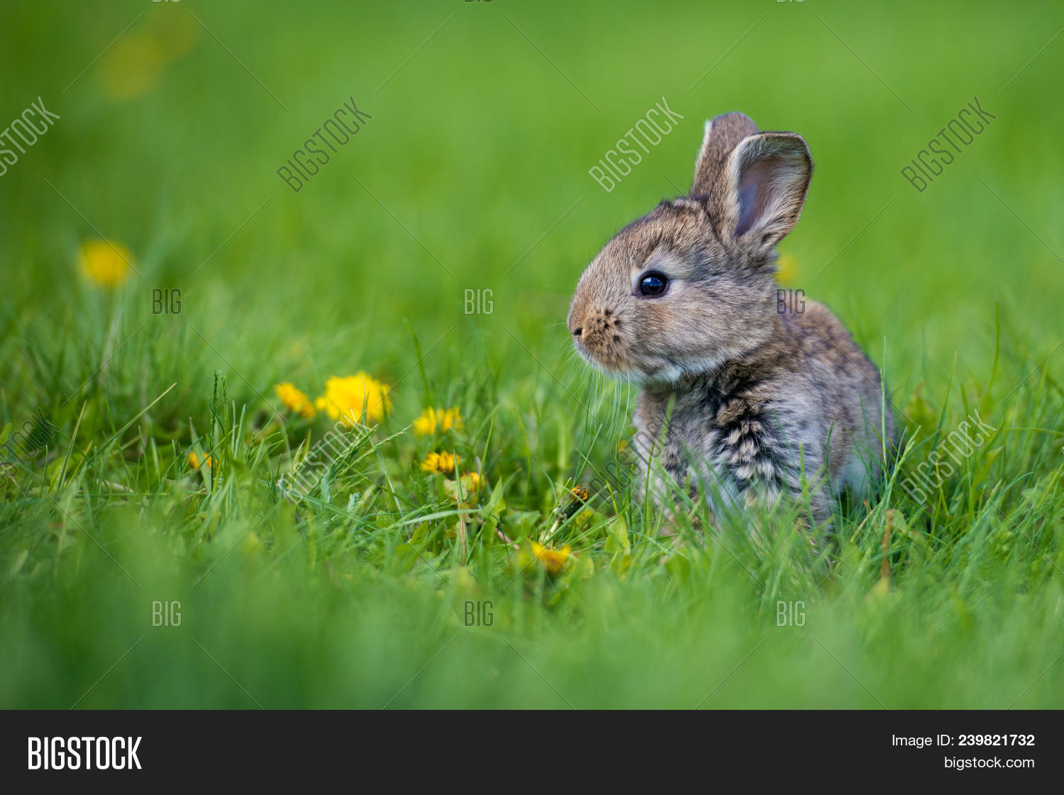 Cute Rabbit Flower Image & Photo (Free Trial) | Bigstock