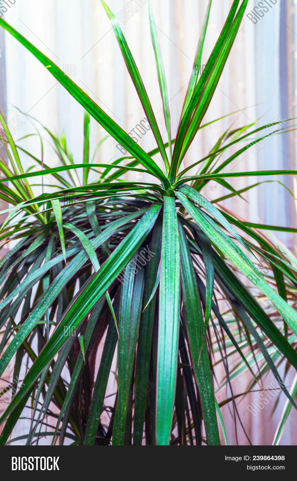 Long Leaves Houseplant Image & Photo (Free Trial) | Bigstock
