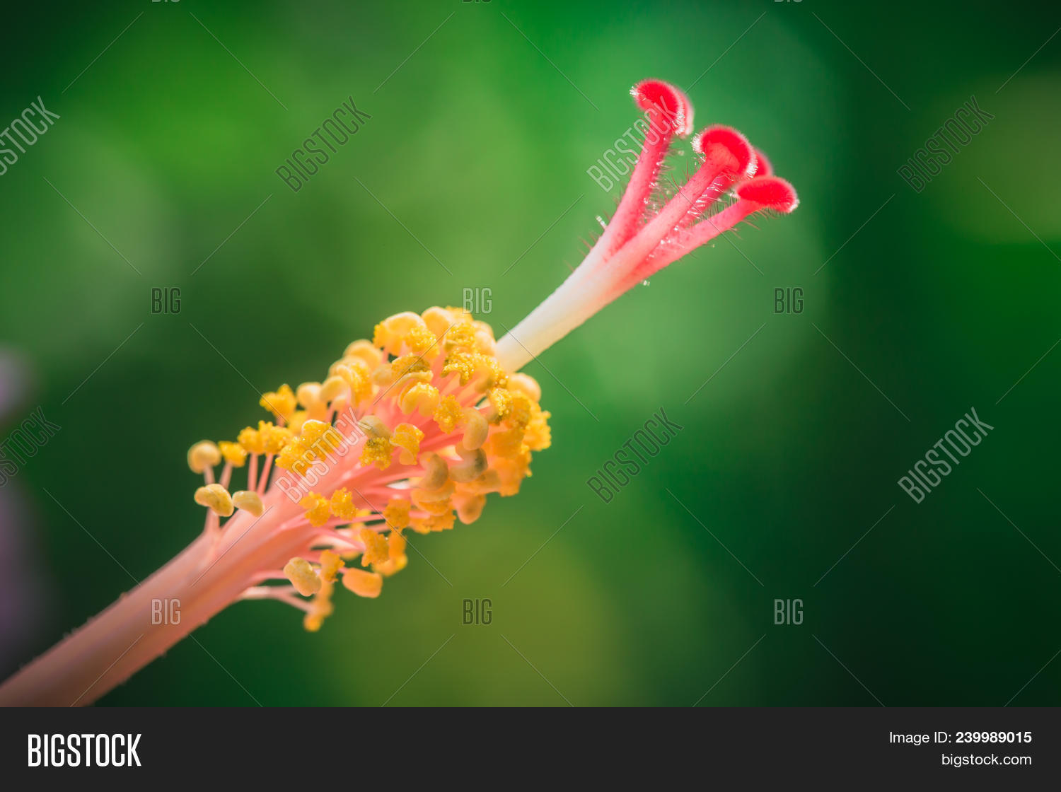 Closeup Flower Pollen Image & Photo (Free Trial) | Bigstock