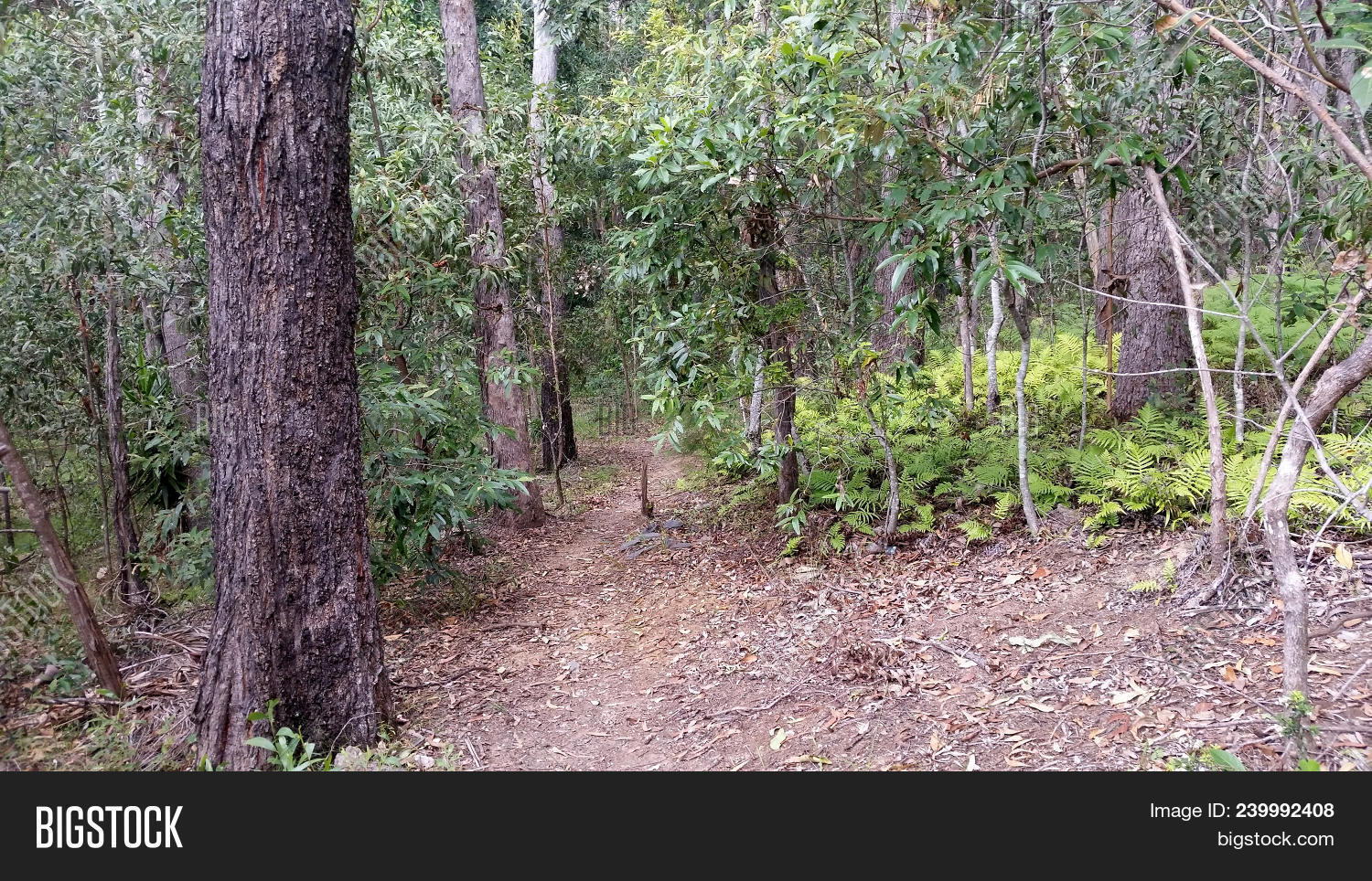 Bush Track Into Native Image & Photo (Free Trial) | Bigstock