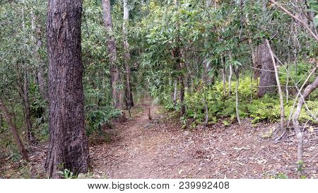 Bush Track Into Native Image & Photo (Free Trial) | Bigstock