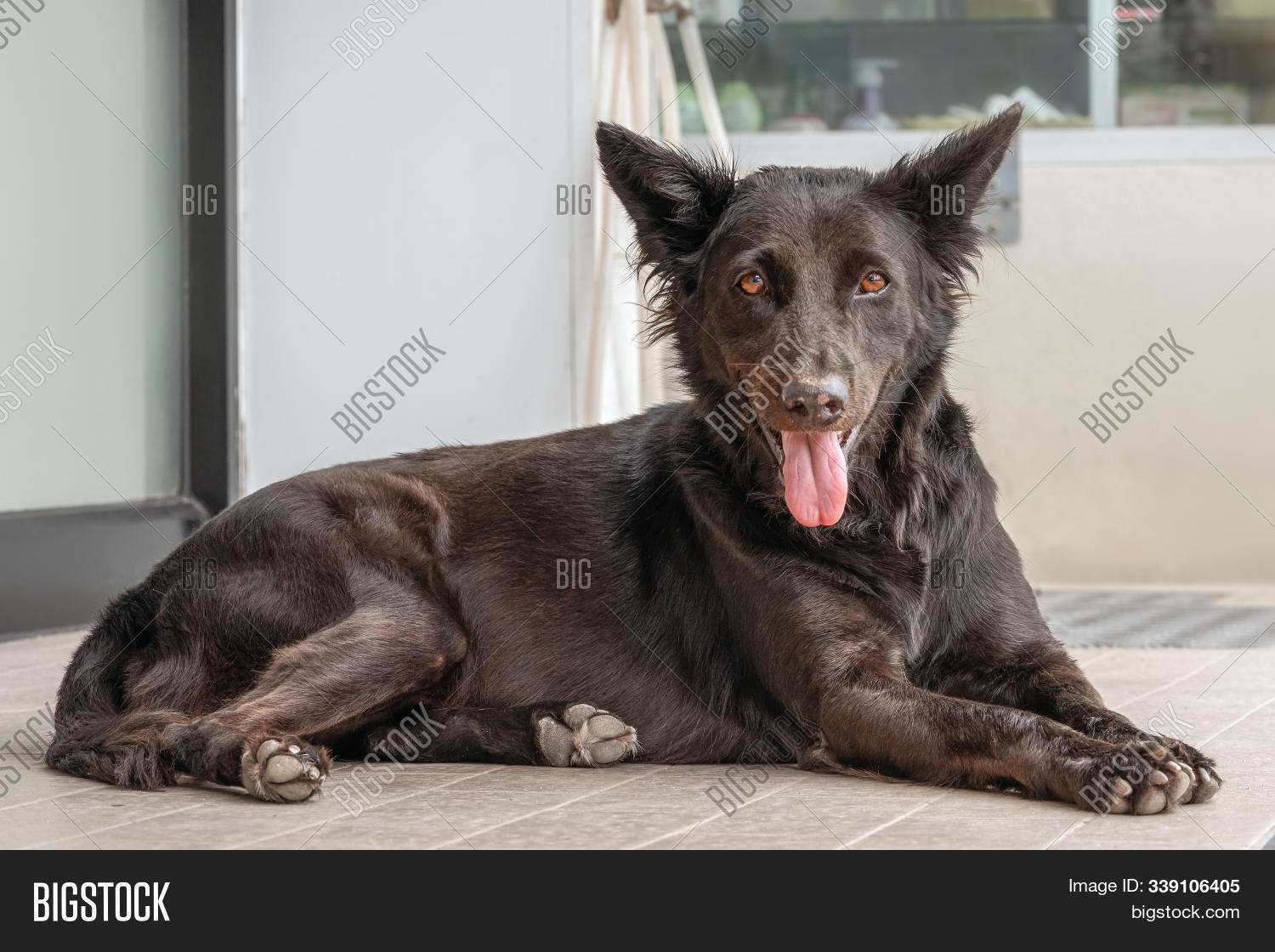 Black Gray Dog Mutt Image & Photo (Free Trial) | Bigstock