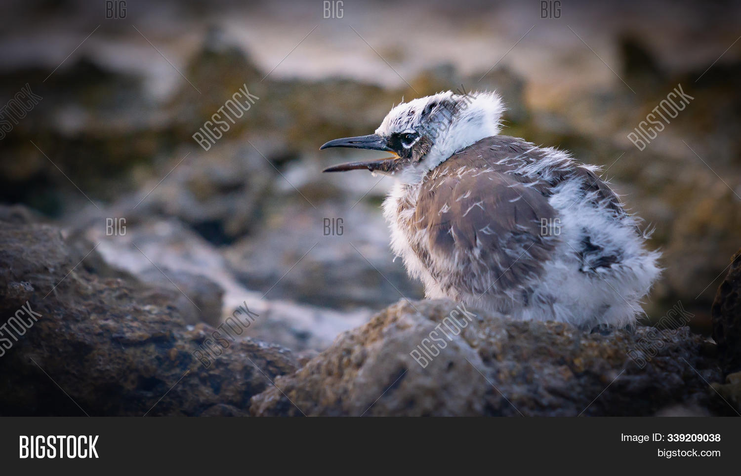 White Capped Noddy Image & Photo (Free Trial) | Bigstock
