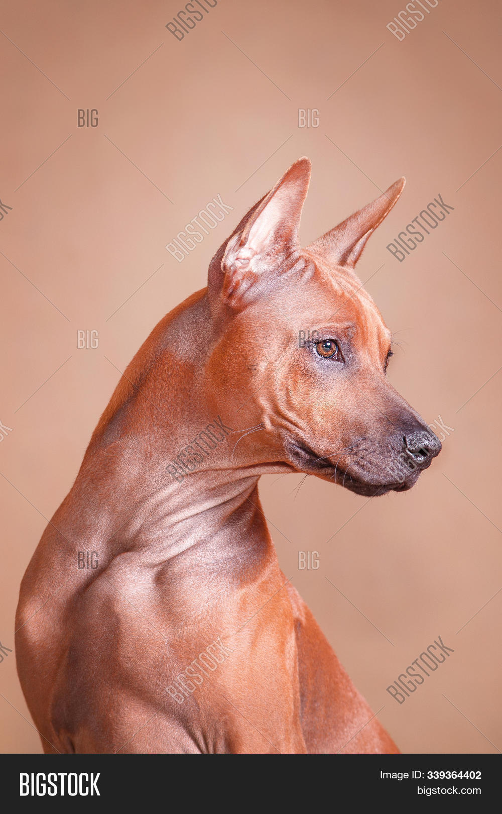 Red Thai Ridgeback