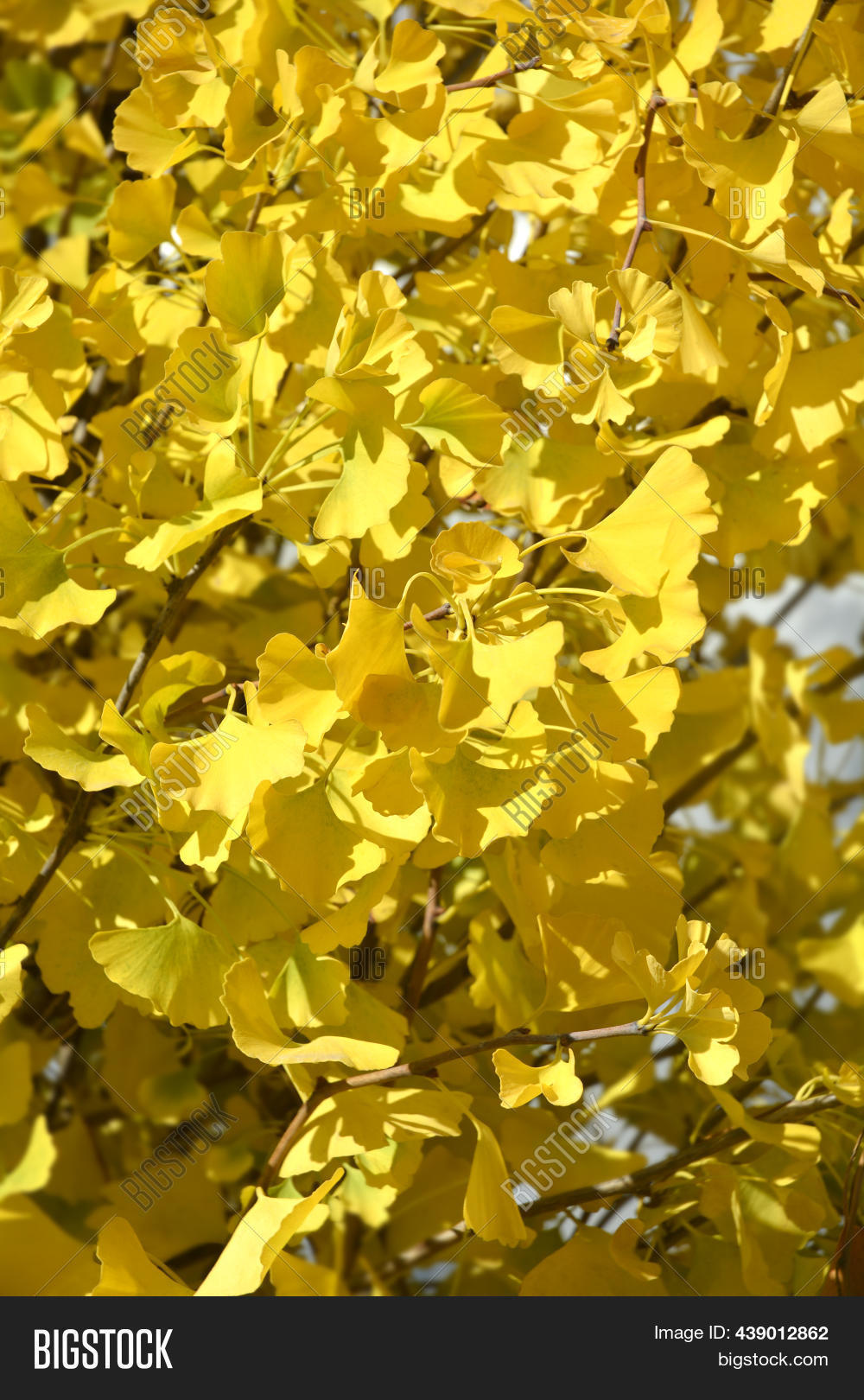 Ginkgo Fastigiata Image & Photo (Free Trial) | Bigstock