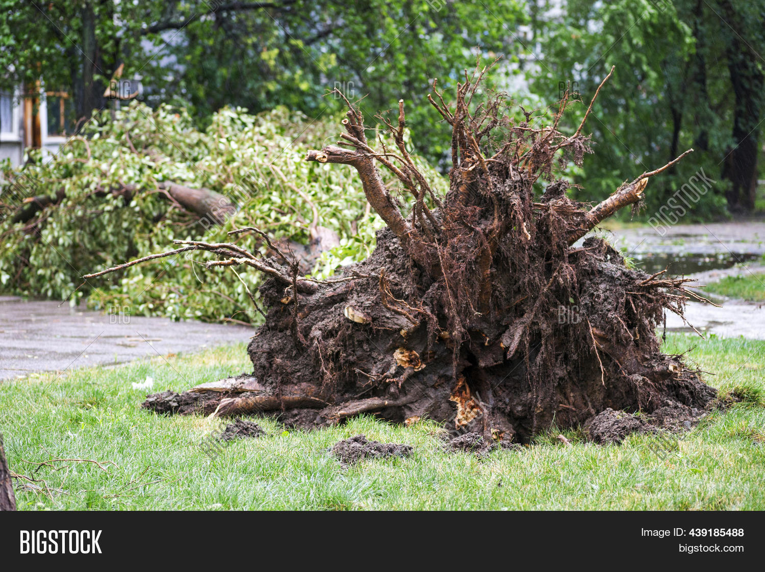 Storm Damage. Fallen Image & Photo (Free Trial) | Bigstock