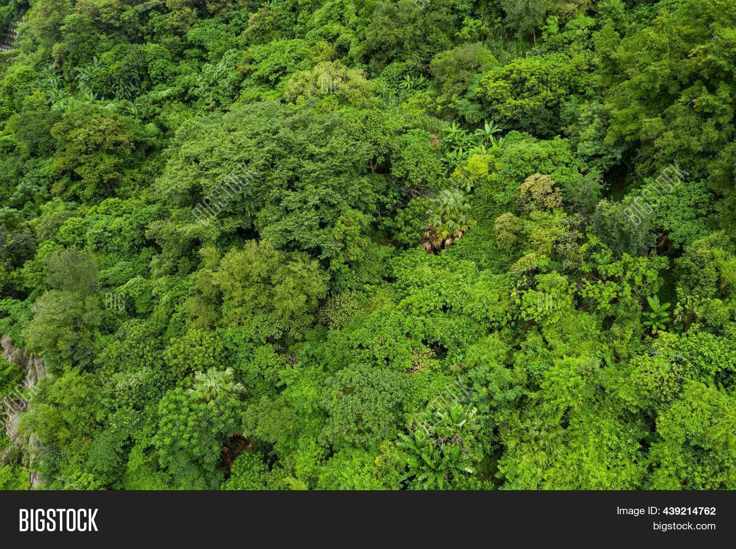 Top Down View Lush Image & Photo (Free Trial) | Bigstock