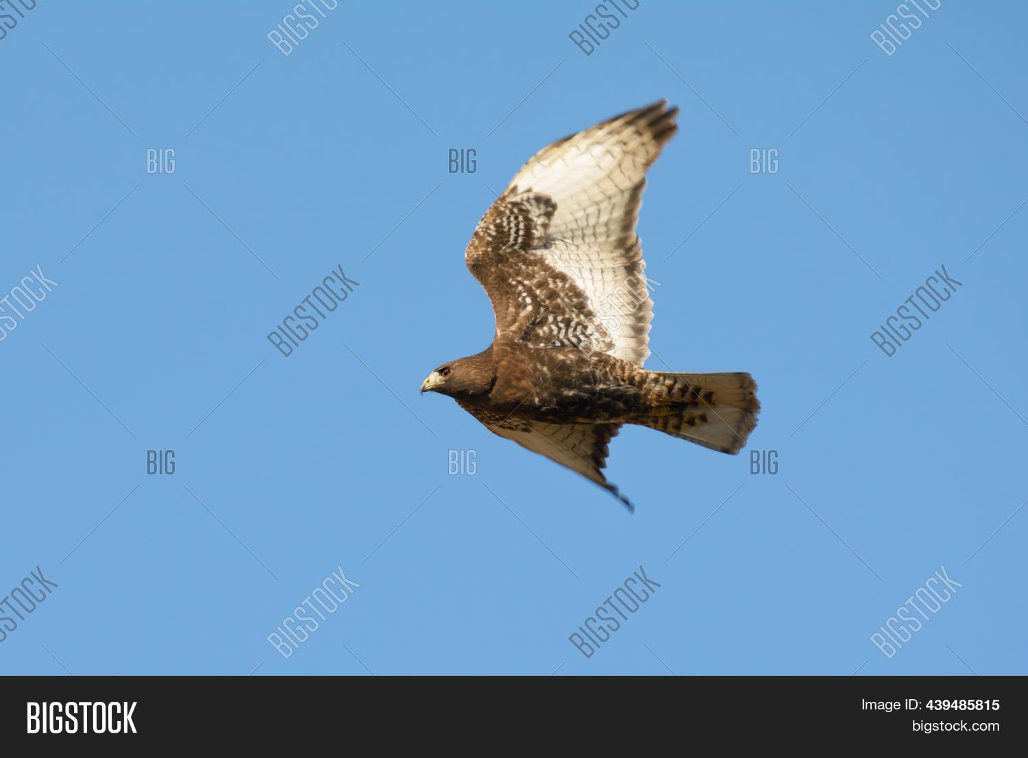 Magnificent Dark Morph Image & Photo (Free Trial) | Bigstock