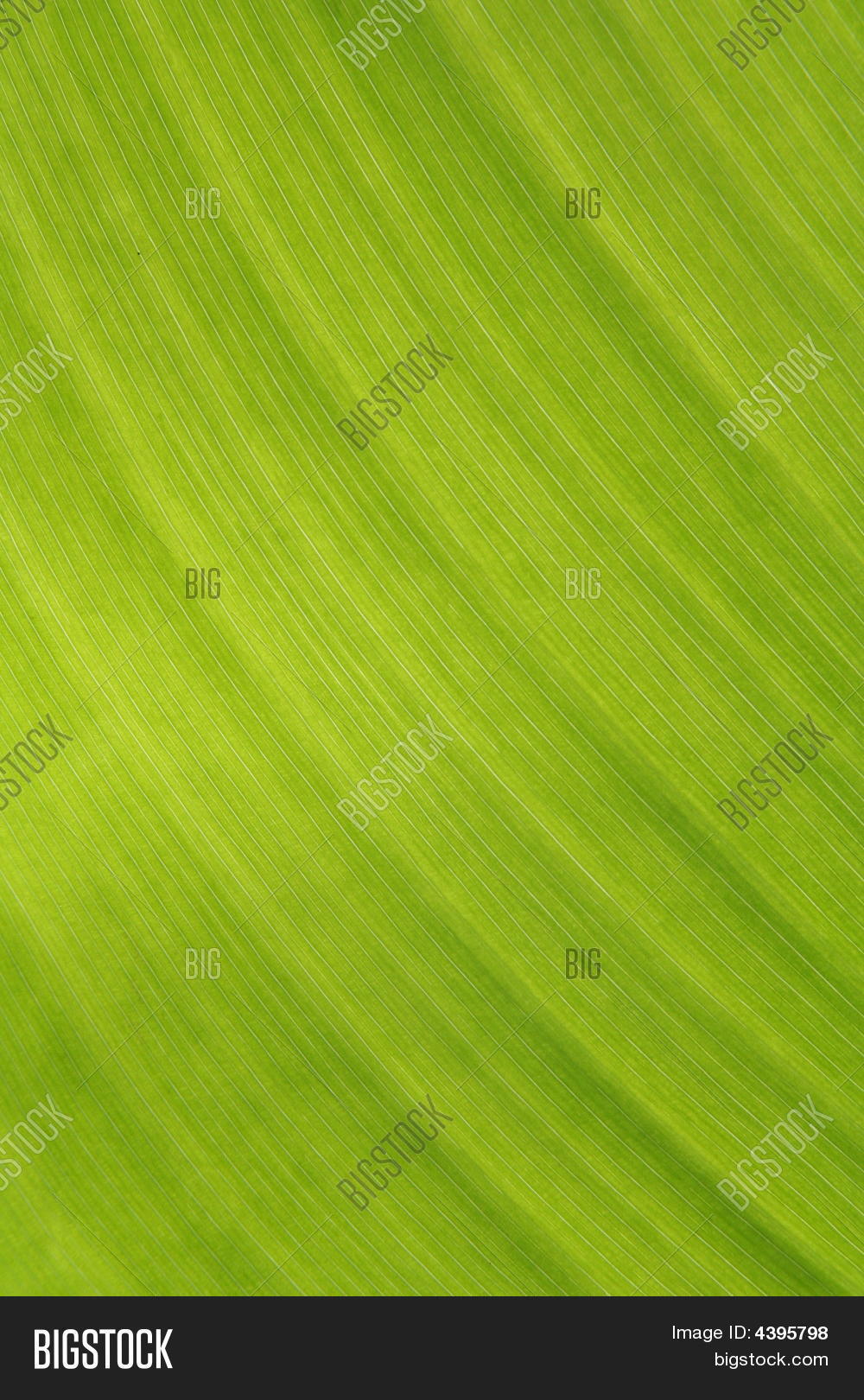 Leaf Pattern Detail Image & Photo (Free Trial) | Bigstock