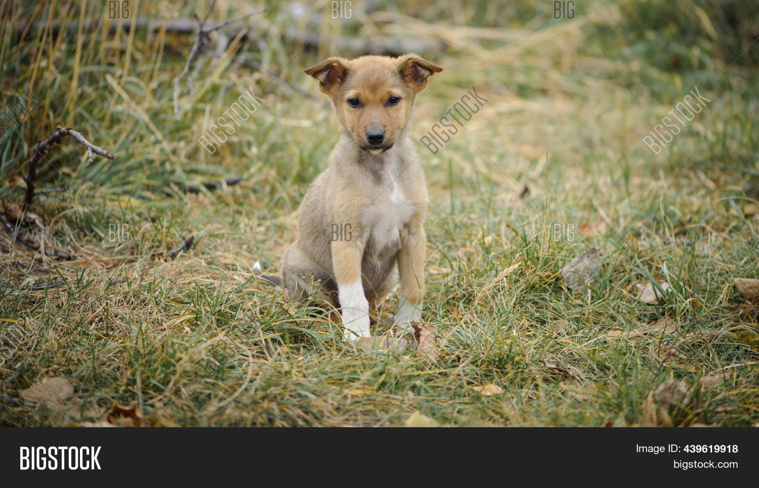 Series Photos Homeless Image & Photo (Free Trial) | Bigstock