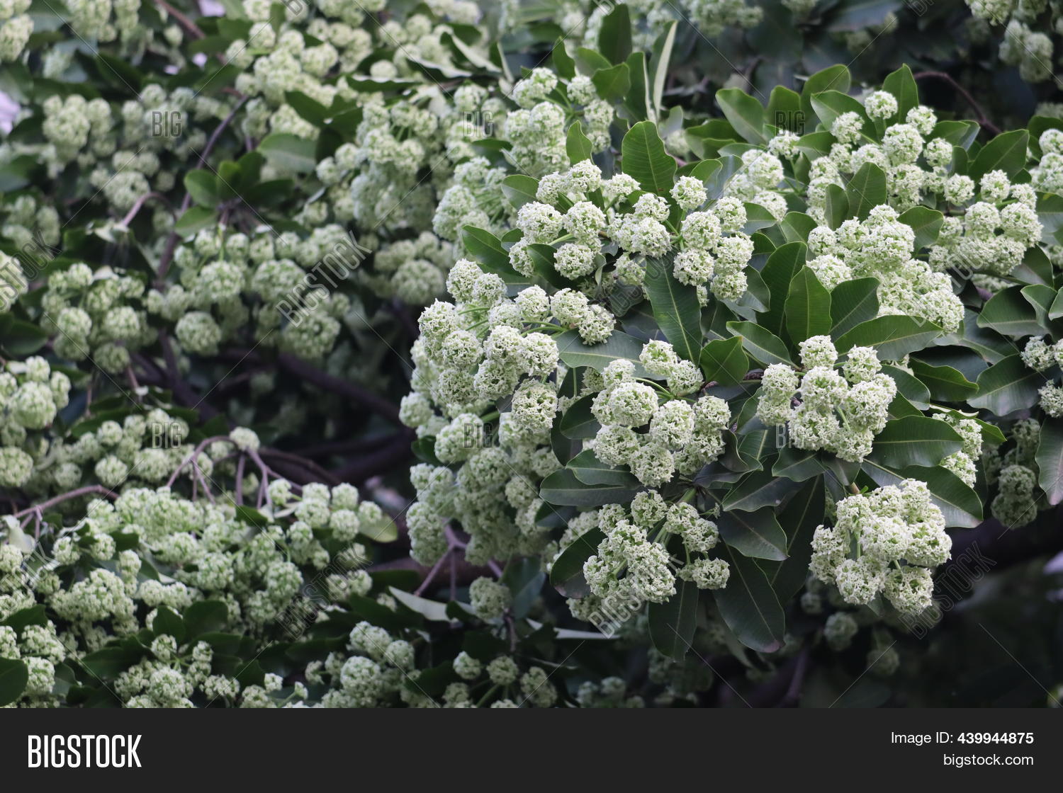 Alstonia Scholaris, Image & Photo (Free Trial) | Bigstock