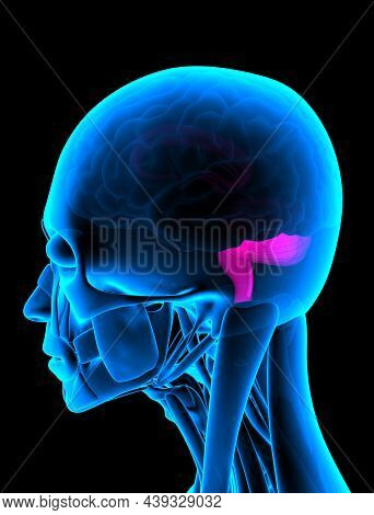 Medulla Caudate Image & Photo (Free Trial) | Bigstock