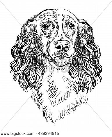 Vector y foto Spaniel Dog Vector (prueba gratis) | Bigstock