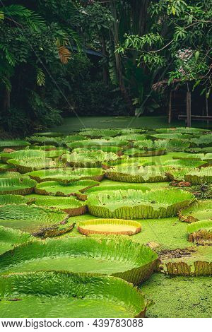 Giant Amazon Water Image & Photo (Free Trial) | Bigstock