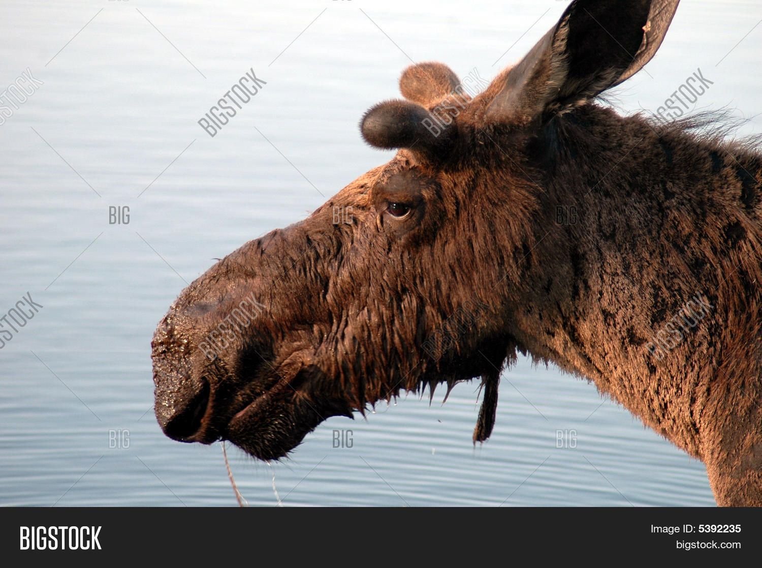 Moose Face Image & Photo (Free Trial) | Bigstock