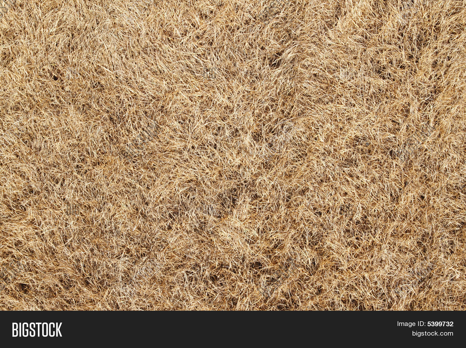 Dry Burnt Dead Grass Image & Photo (Free Trial) | Bigstock