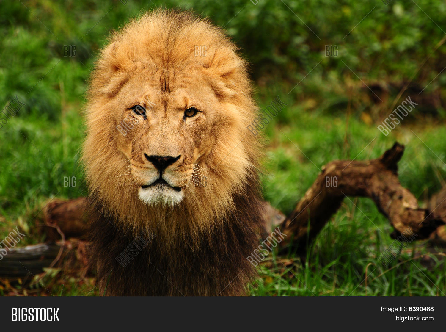 Majestic Lion Portrait Image & Photo (Free Trial) | Bigstock