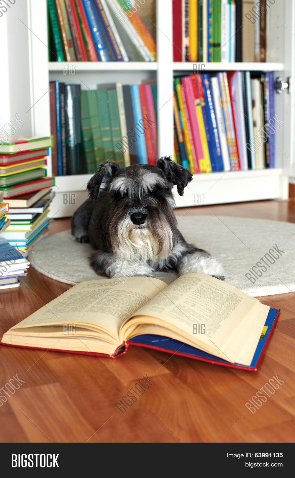 Dog Reading Book Image & Photo (Free Trial) | Bigstock