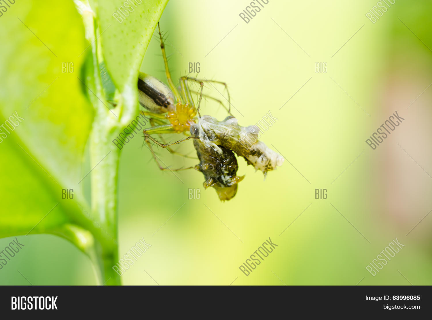 Spider Eat Worm Green Image & Photo (Free Trial) | Bigstock