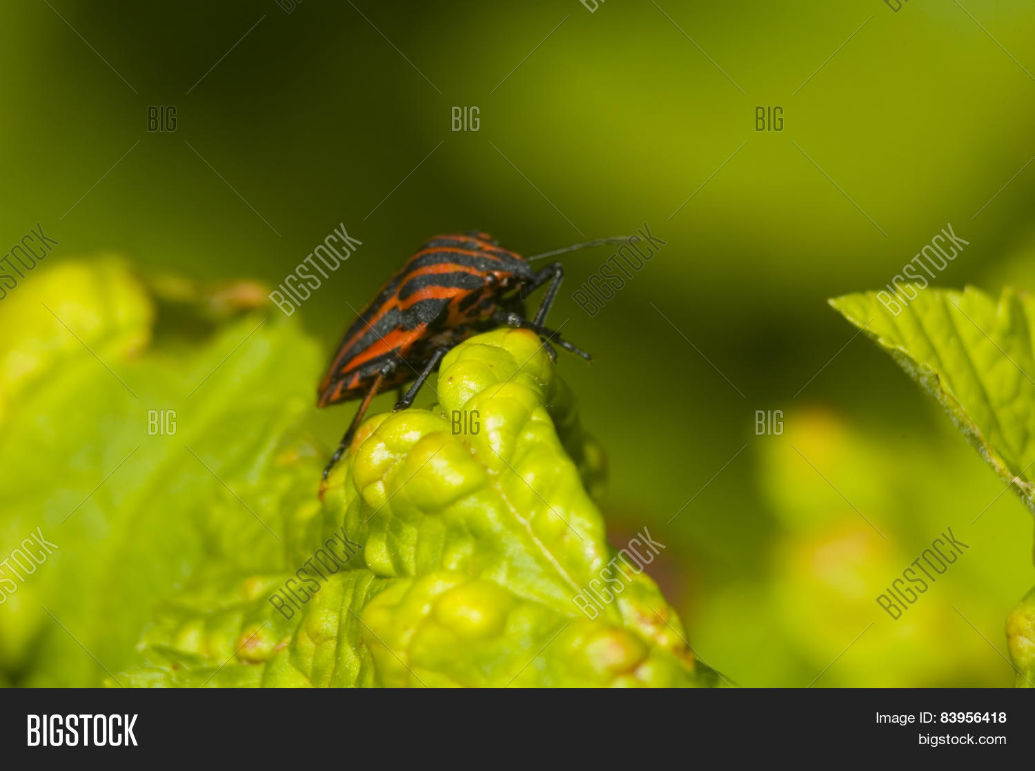 Bug On Leaf Image & Photo (Free Trial) | Bigstock