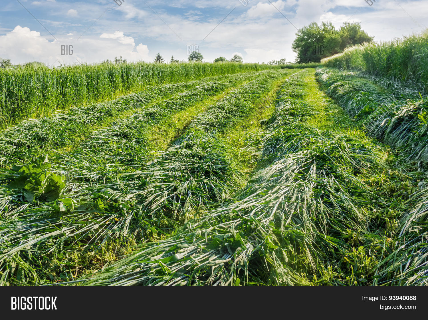Mown Hay Image & Photo (Free Trial) | Bigstock