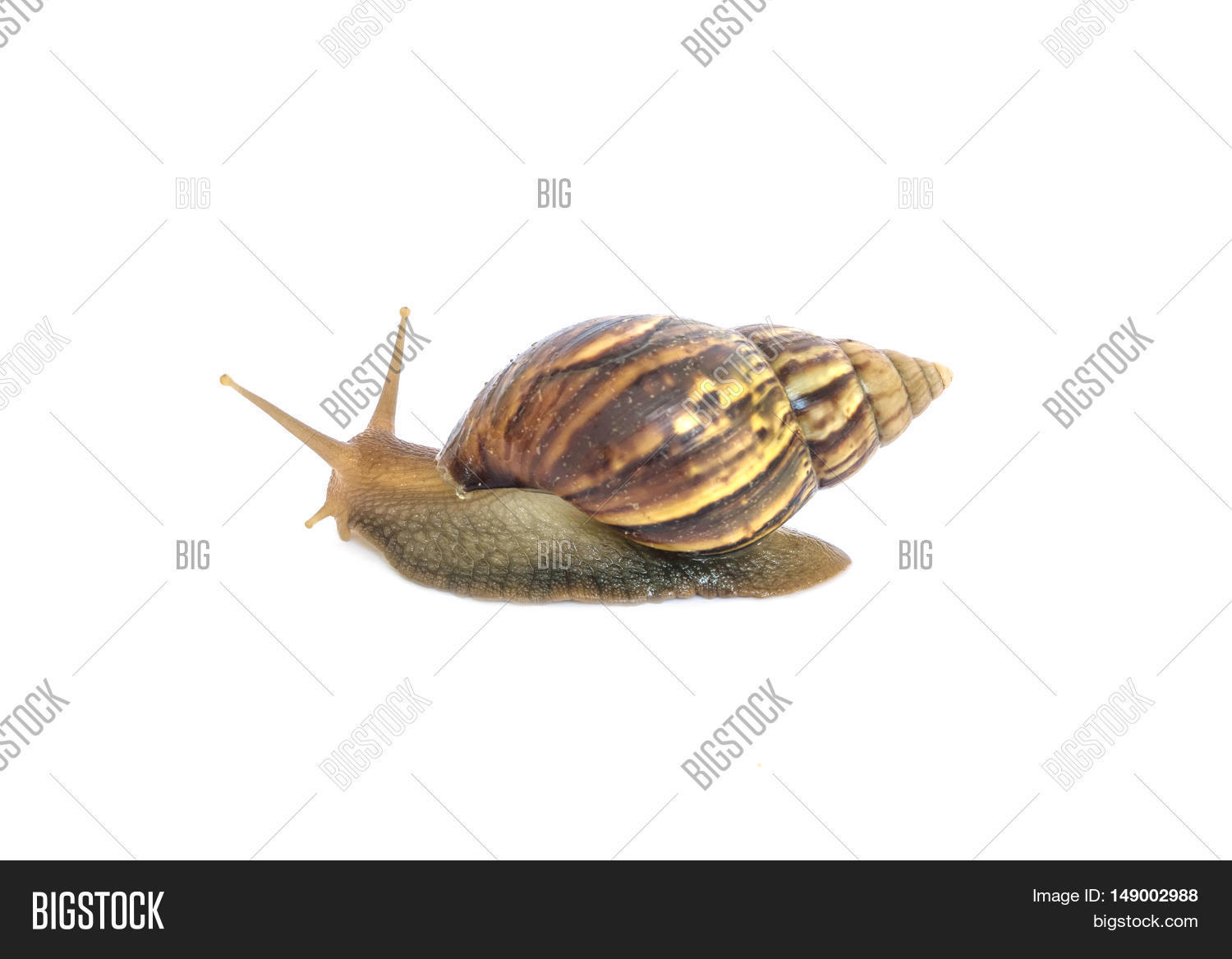Closeup Snail Moving Image & Photo (Free Trial) | Bigstock