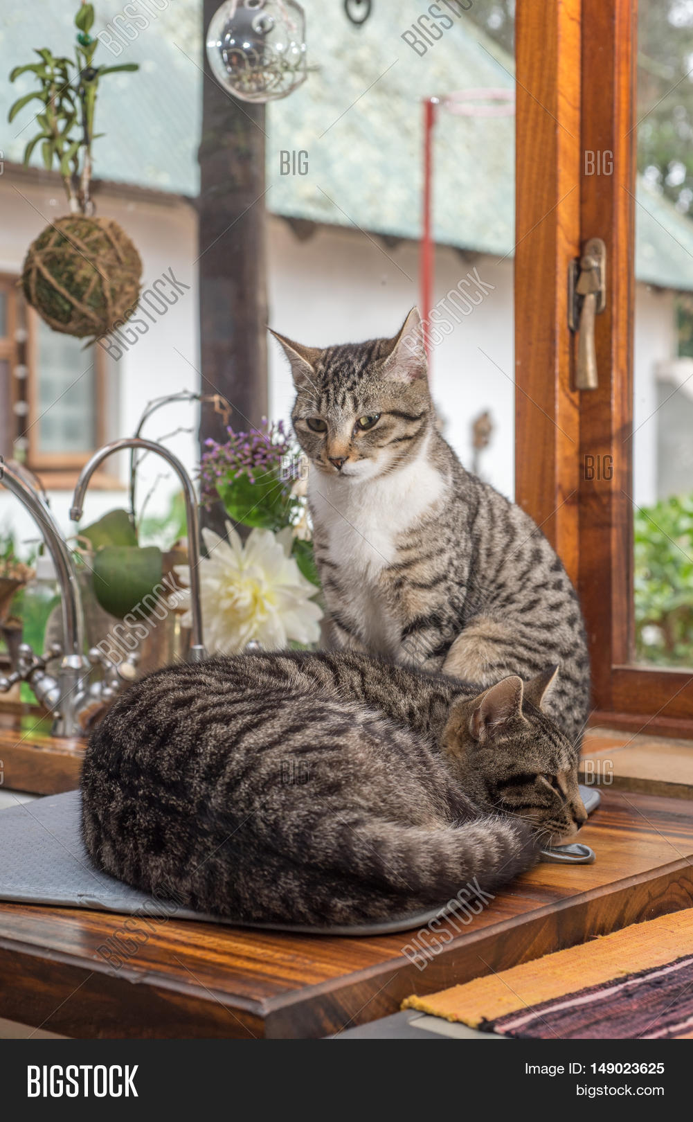 Two Cats Together One Image & Photo (Free Trial) | Bigstock