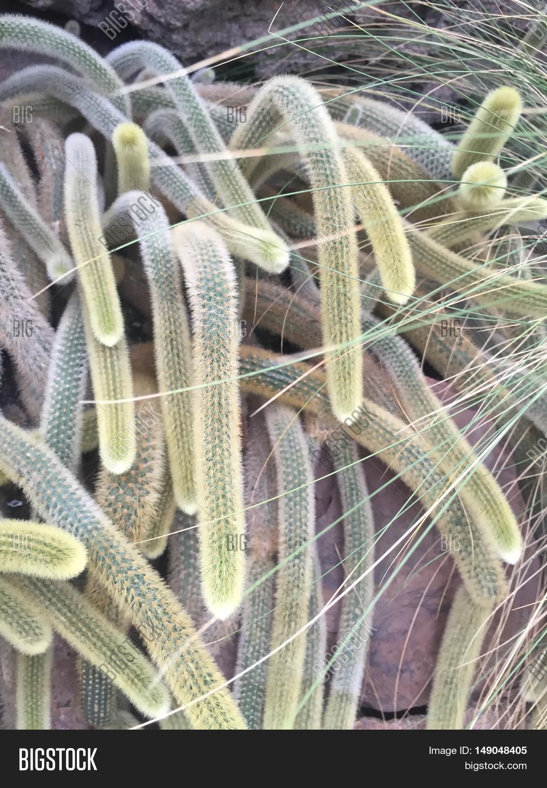 Long Stringy Cactus Image & Photo (Free Trial) | Bigstock