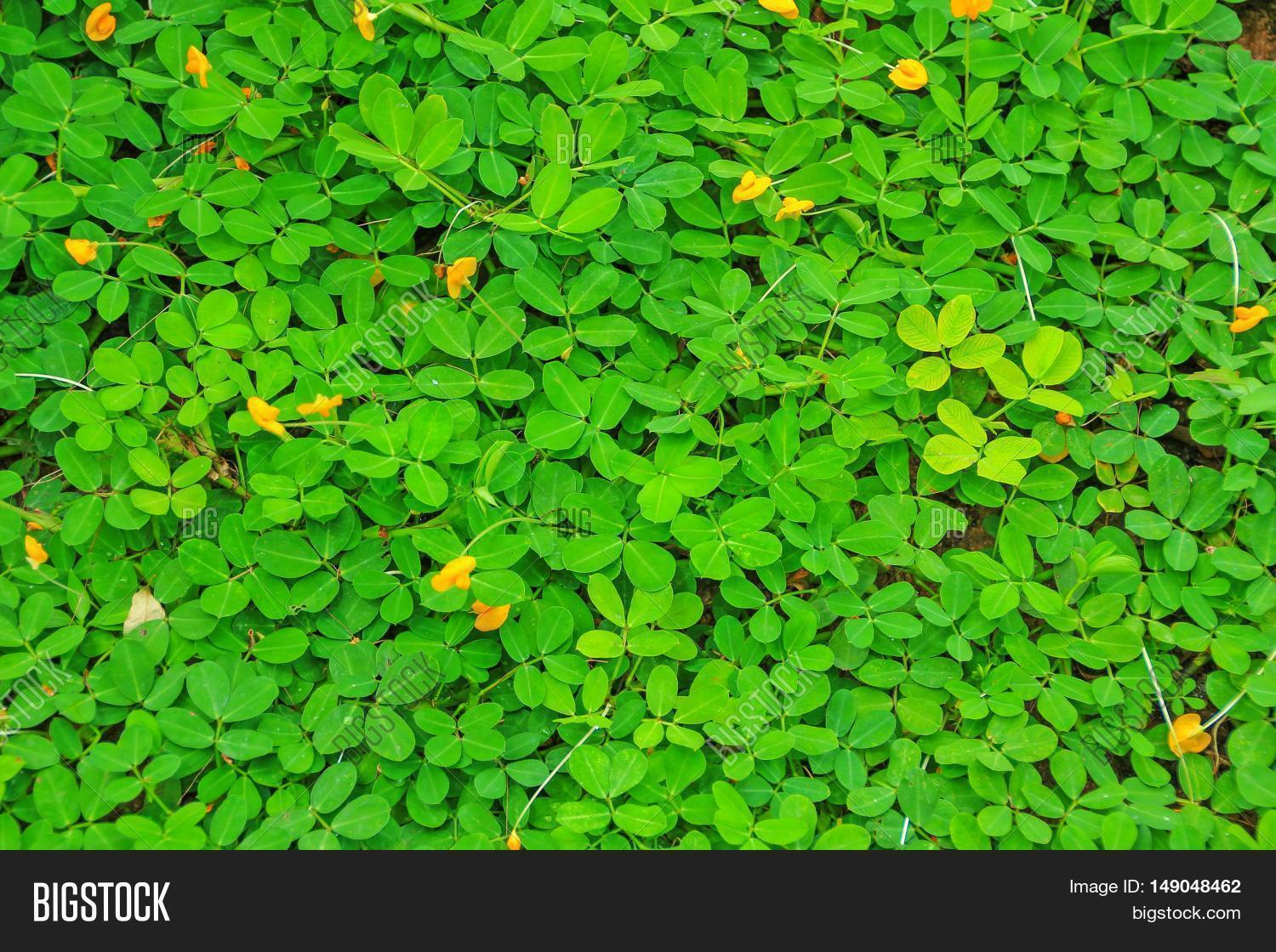 Yellow Brazil Nuts Image & Photo (Free Trial) | Bigstock