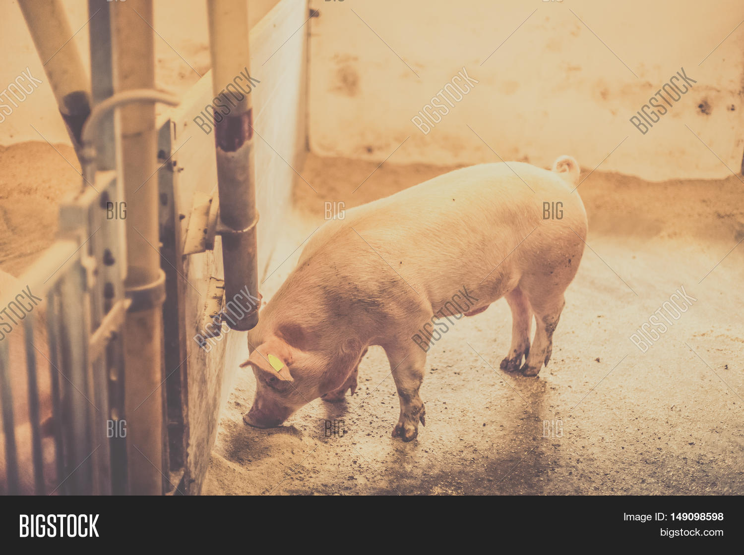 Pig Eating Food Bright Image & Photo (Free Trial) | Bigstock