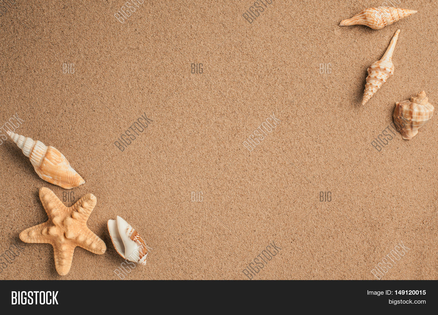 Starfish Shells Sand Image & Photo (Free Trial) | Bigstock