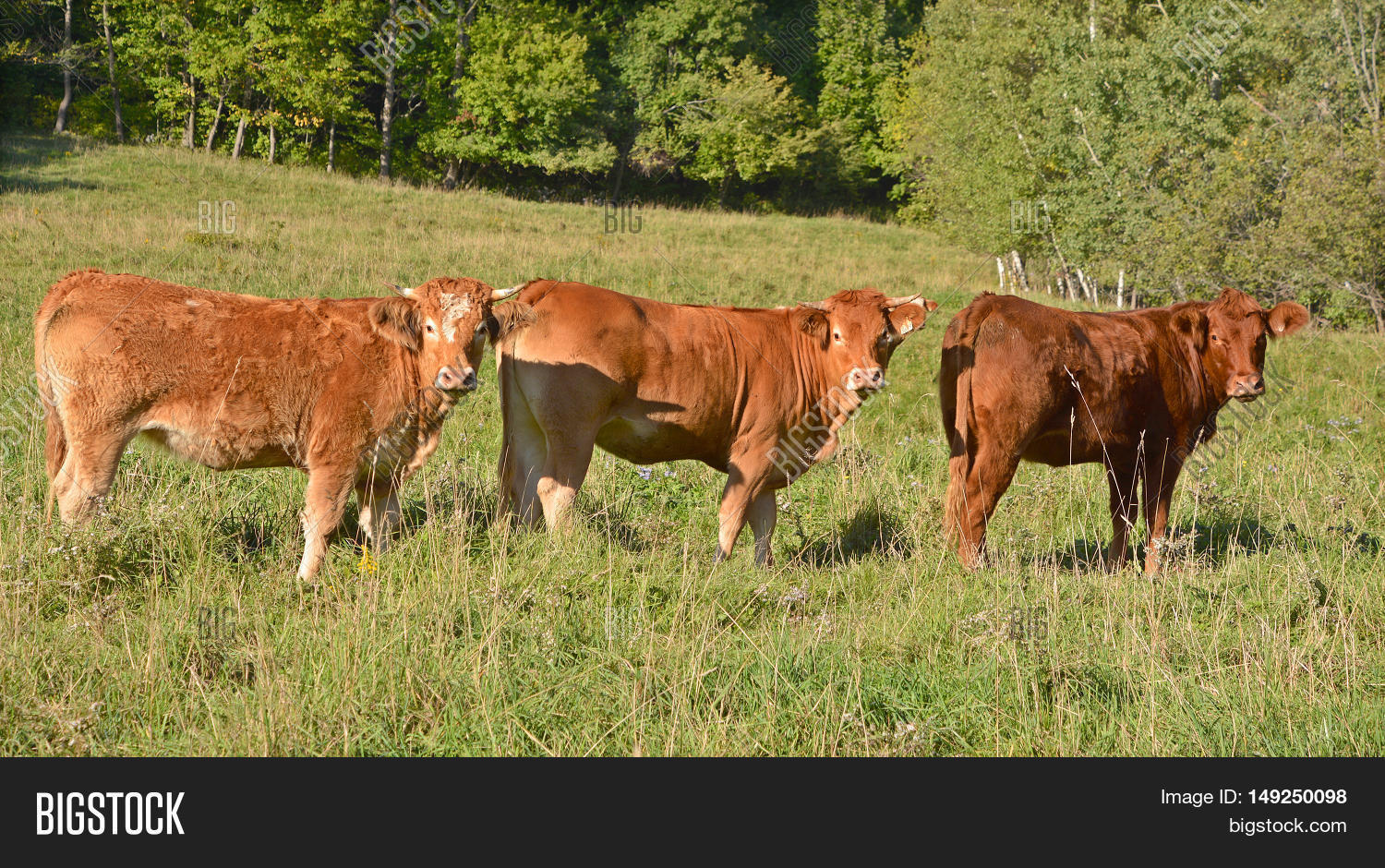 Limousin Cattle Breed Image & Photo (Free Trial) | Bigstock
