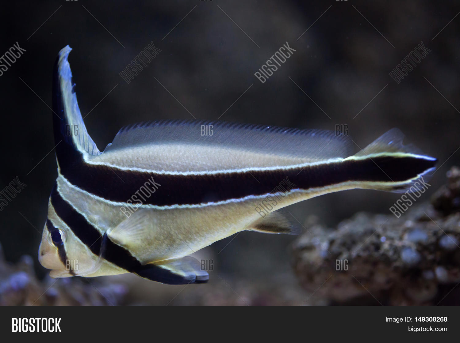 Jack-knifefish ( Image & Photo (Free Trial) | Bigstock